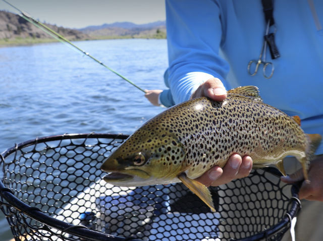 Illinois Spring Trout Season Opens April 5 At 58 Locations Statewide ...